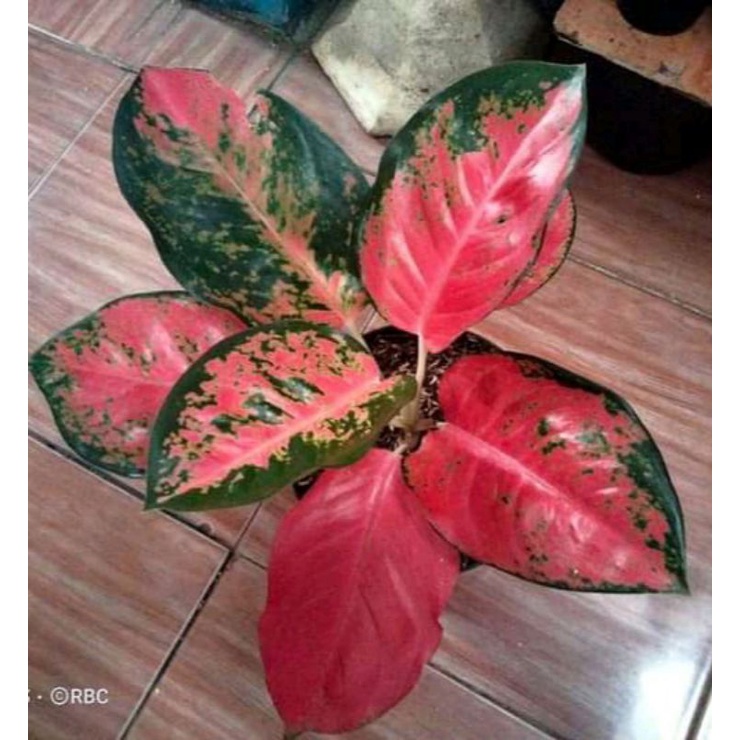 Jual red khocin aglonema(akar gondrong daun rimbun siap induk) | Shopee ...