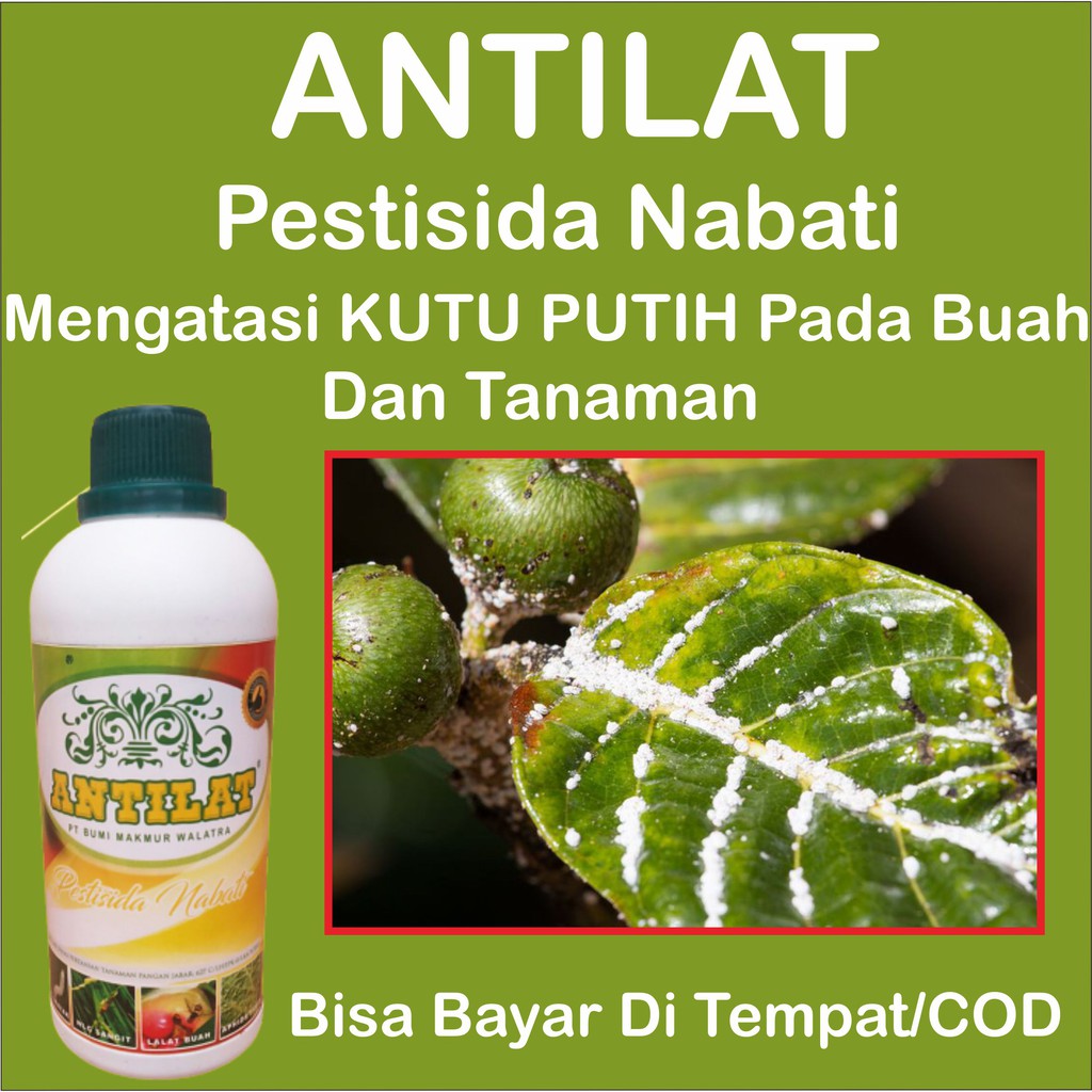 Jual PRODUK- PESTISIDA NABATI ANTILAT OBAT HAMA MENGATASI KUTU PUTIH ...