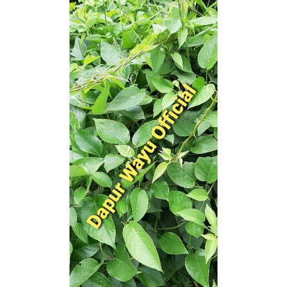 Jual Dapur Wayu Daun Sembukan/Daun Simbukan/Daun Kahitut/ Daun Kentut ...