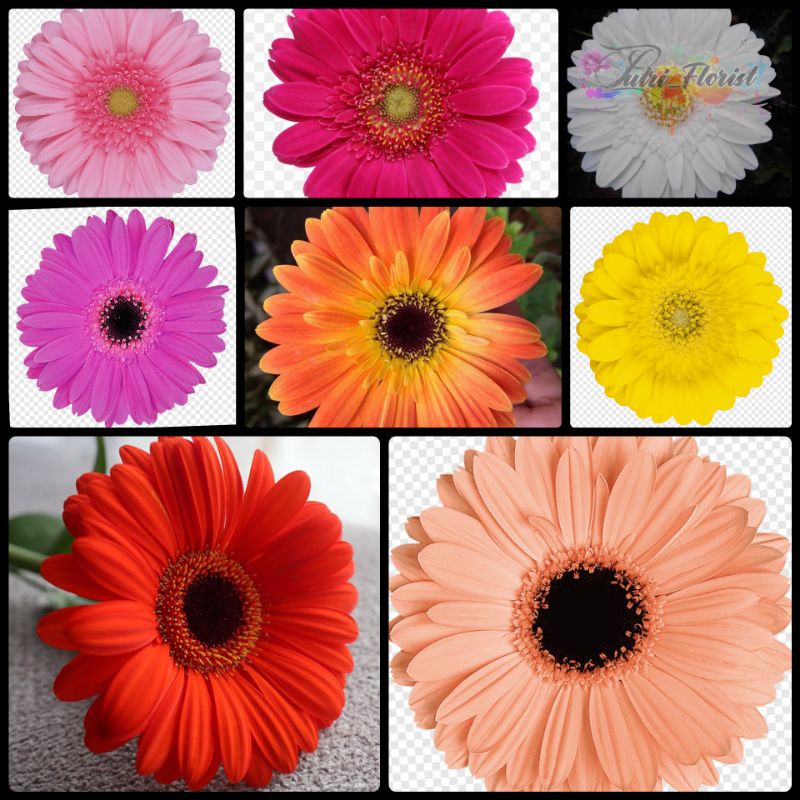 Jual Bunga Potong Gerbera ( Herbras ) pertangkai | Shopee Indonesia