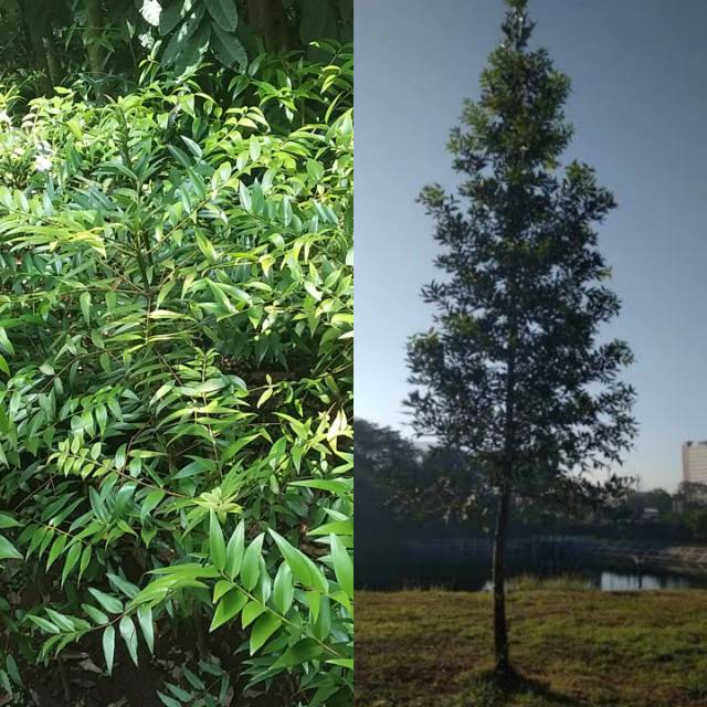 Jual Bibit Pohon Damar - Agathis Dammara - Tanaman Kayu Kidamar ...