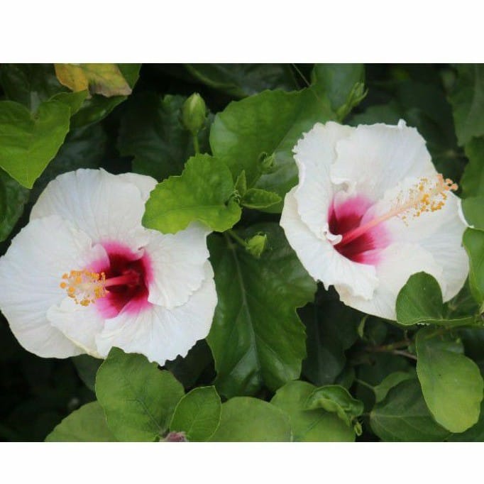 Jual Tanaman Bunga Hibiscus Okulasi Tumpuk Import Bunga Sepatu Warna