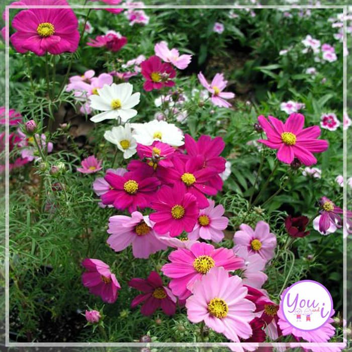 Jual Benih COSMOS SONATA [isi-7] Biji Bunga | Shopee Indonesia
