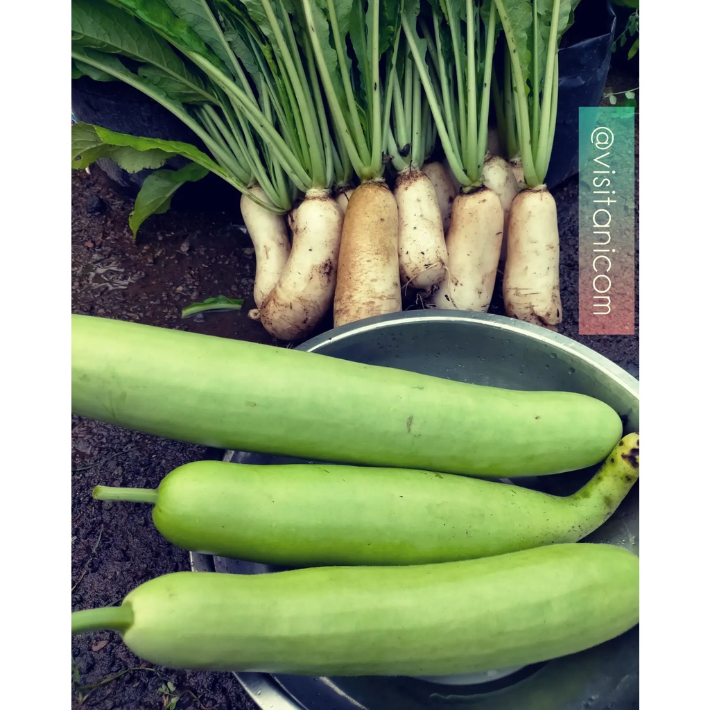 Jual Sayur labu air by surga kebutuhan ku water gourd vegetable marrow ...