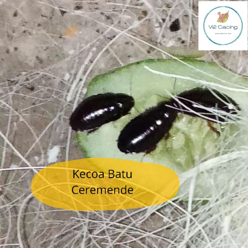 Jual Kecoa Batu Umpan mancing pancing galatama lele hidup tanah terlak ...