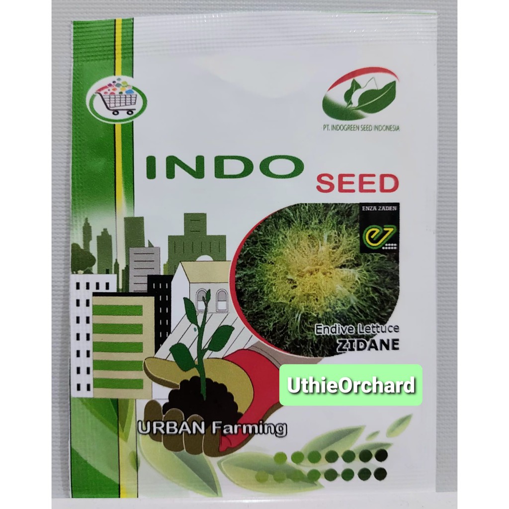 Jual Benih Indo Seed Enza Zaden - Selada Endive Zidane Kemasan Asli 1 ...