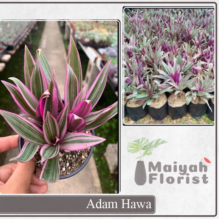 Jual Adam Hawa - Tanaman Hias | Shopee Indonesia