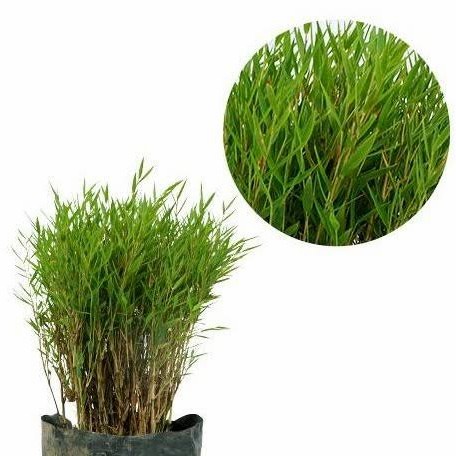 Jual Tanaman Hias Bambu Micro rimbun | Shopee Indonesia