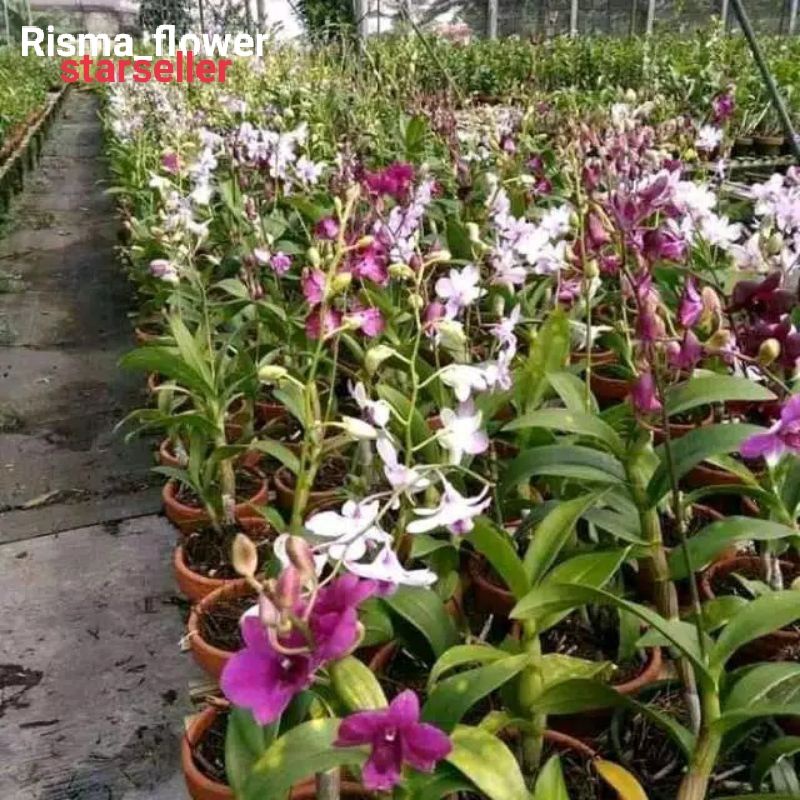 Jual POHON ANGGREK DENDROBIUM SUDAH BERBUNGA ( BUNGA CAMPUR ) | Shopee ...