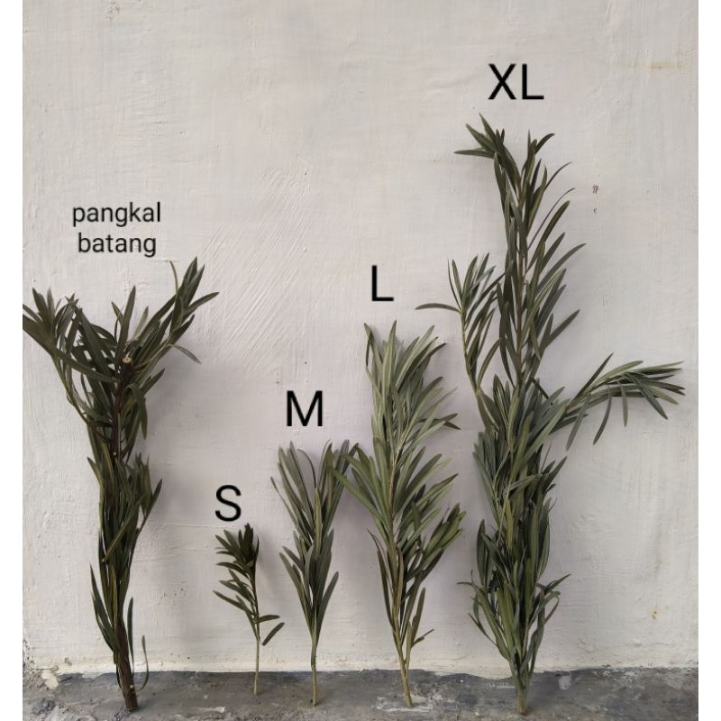 Jual dried karpus daun karpus kering pertangkai | Shopee Indonesia