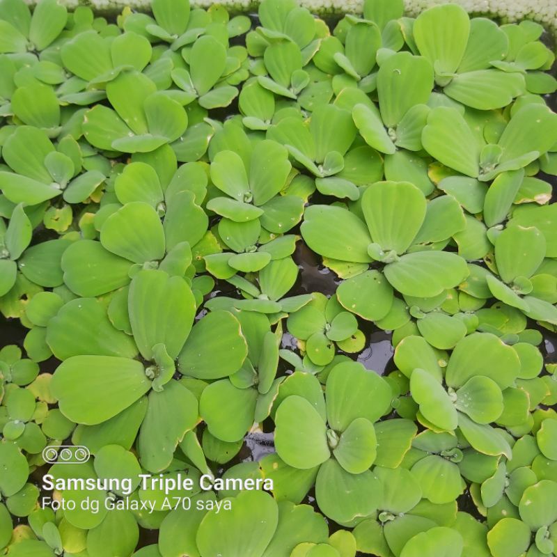 Jual tanaman eceng gondok / daun eceng gondok / tanaman air | Shopee ...