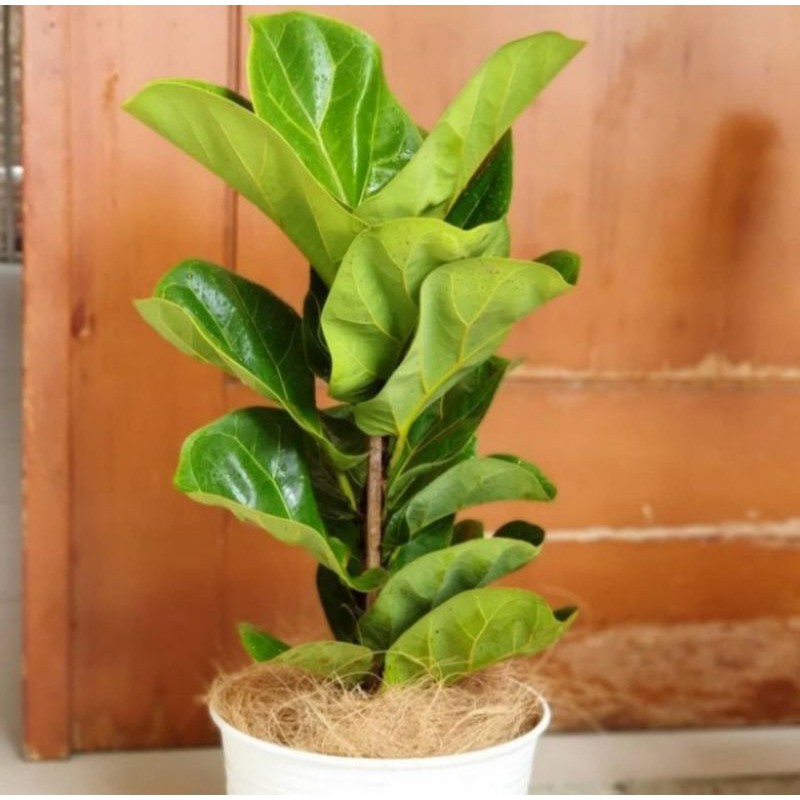 Jual Pohon Biola Cantik Tanaman Hias Indoor Pohon Ketapang Biola ...