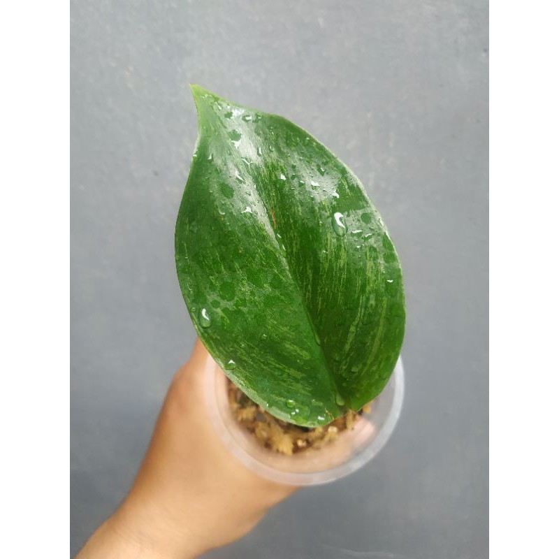 Jual Scindapsus sp variegata / skindapsus varigata | Shopee Indonesia