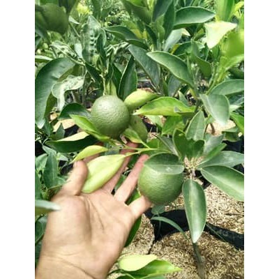 Jual jeruk baby / sunkist pacitan kondisi berbuah | Shopee Indonesia