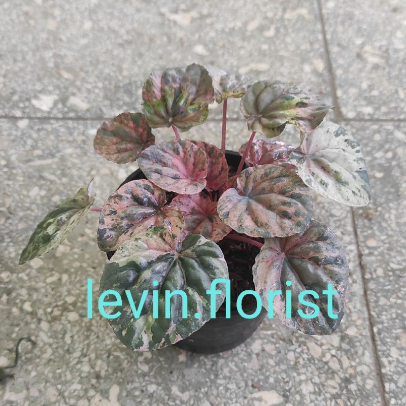 Jual Peperomia caperata pink lady varigata variegata / bibit tanaman ...