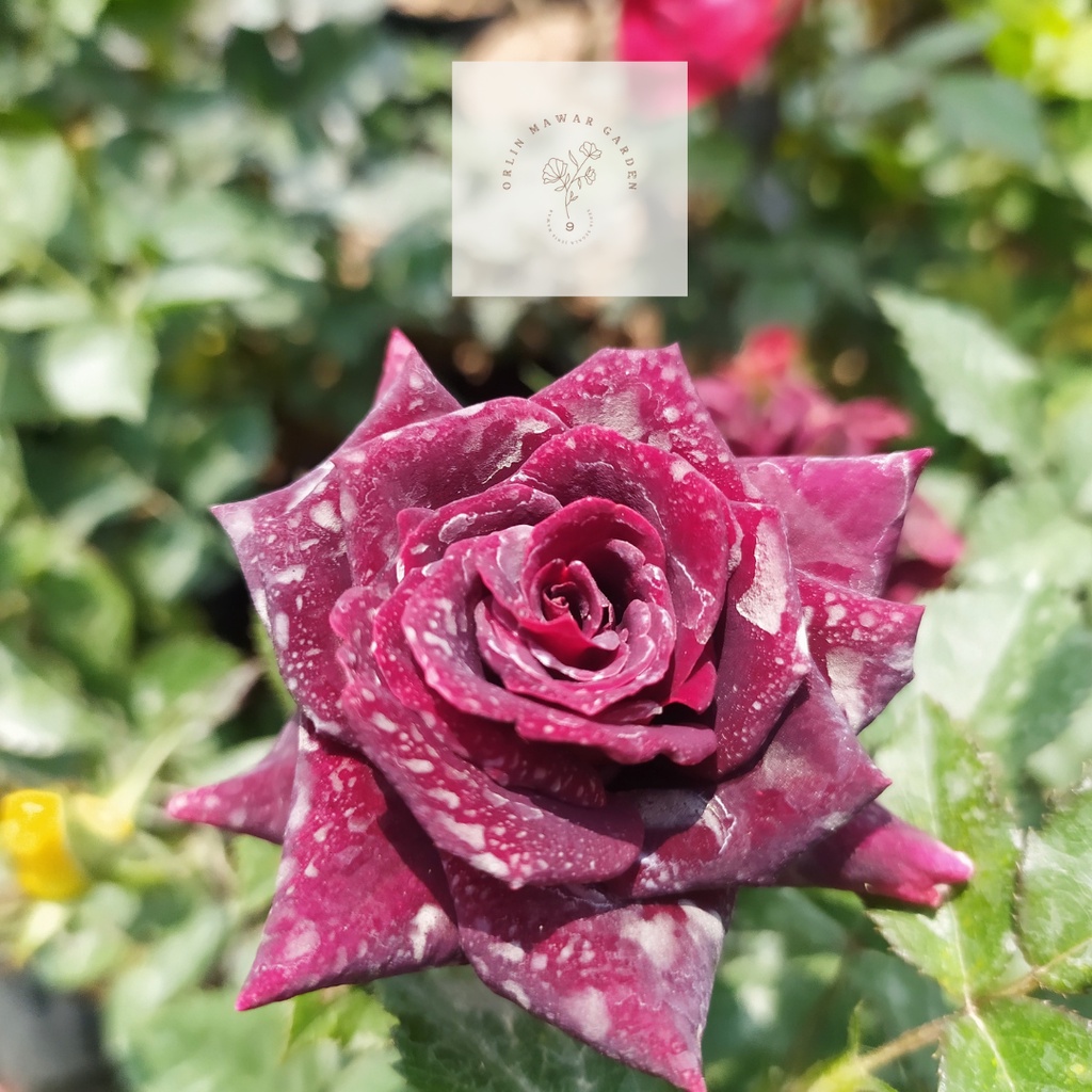 Jual MAWAR batik siap tanam dan sudah berbunga | Shopee Indonesia