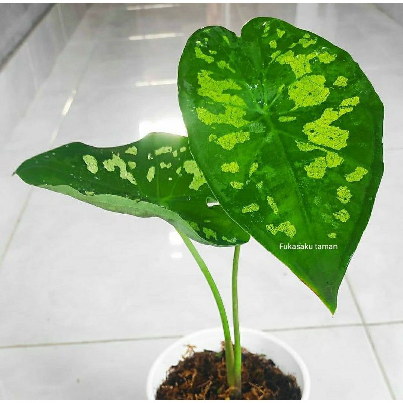 Jual Tanaman hias keladi army - pohon hias keladi army caladium army ...