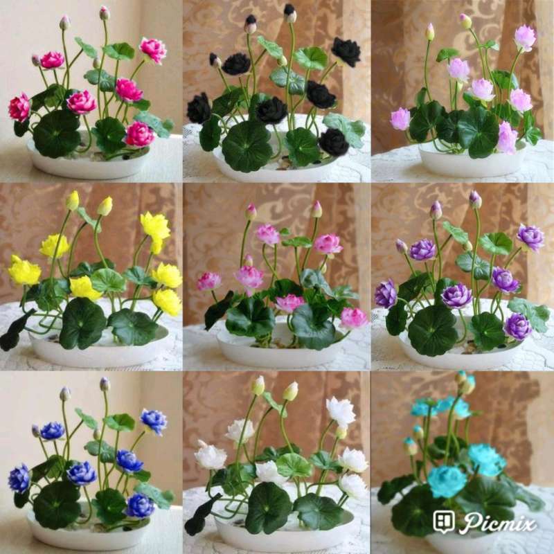 Jual Victory Seed Bibit Benih Bunga Lotus Mix (Isi 1 Biji) | Shopee ...