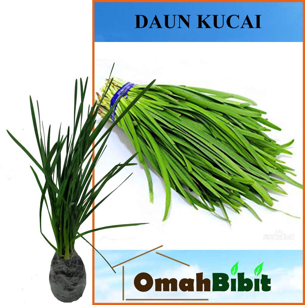 Jual Tanaman Daun Kucai (Chives) | Shopee Indonesia