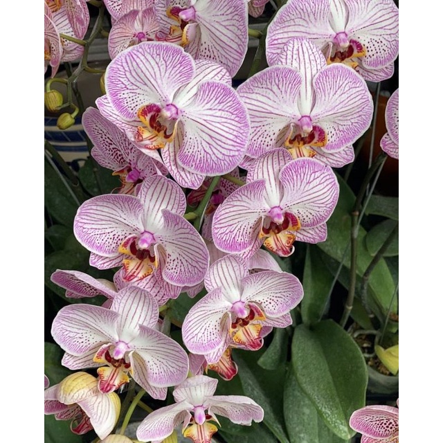 Jual Bunga Anggrek Bulan Pot Asli Fresh untuk Hiasan Meja Hampers Edisi ...