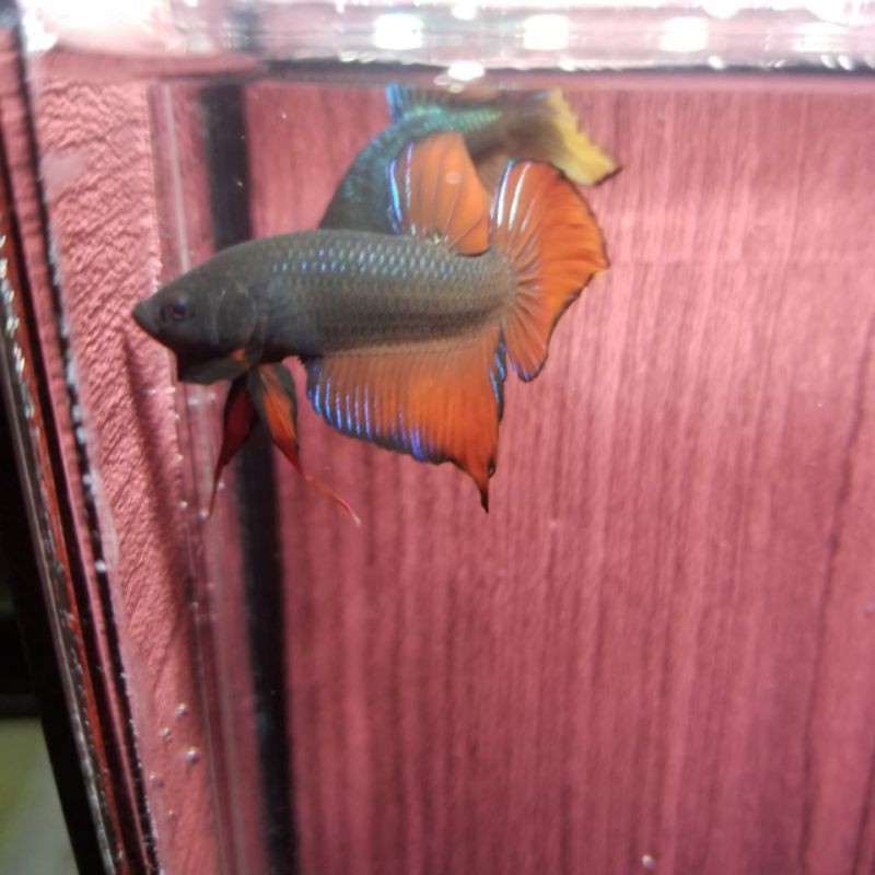 Jual Wildbetta Splendens Red SpadeTail | Shopee Indonesia