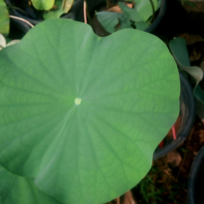 Jual tanaman air lotus | Shopee Indonesia
