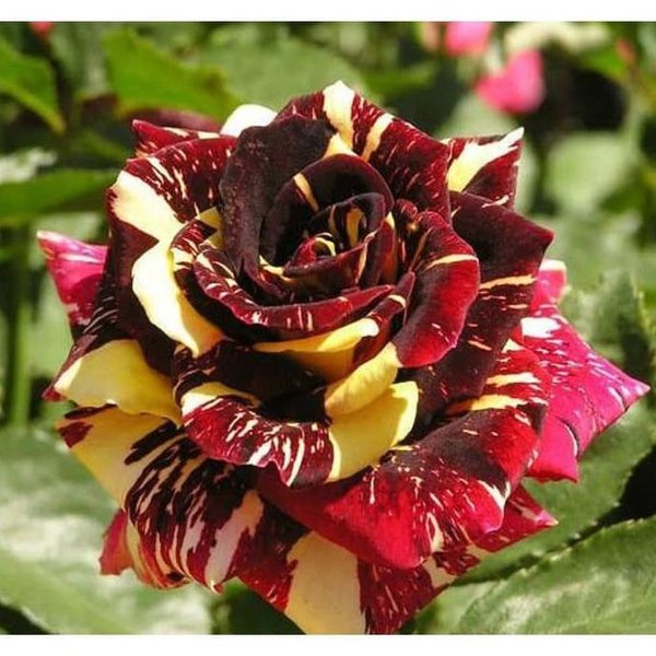 Jual MAWAR CANDY (BATIK) | Shopee Indonesia