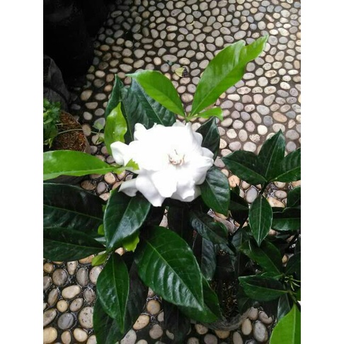 Jual BUNGA KACA PIRING / Tanaman Kaca Piring / Bunga Melati Kaca Piring ...