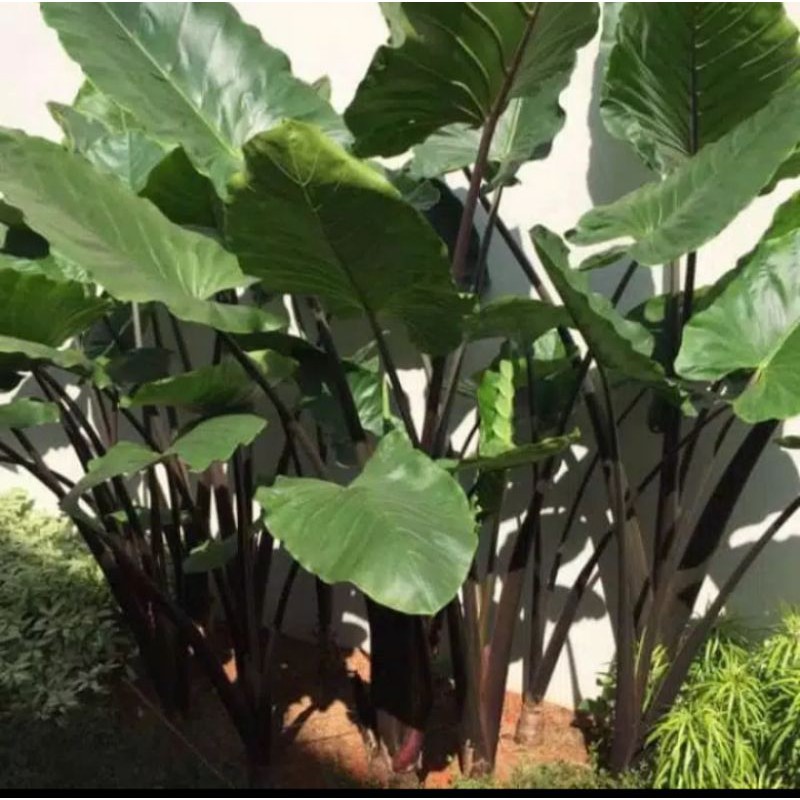 Jual Tanaman Hias - Senthe Wulung / Talas Hitam / Keladi / Alocasia ...