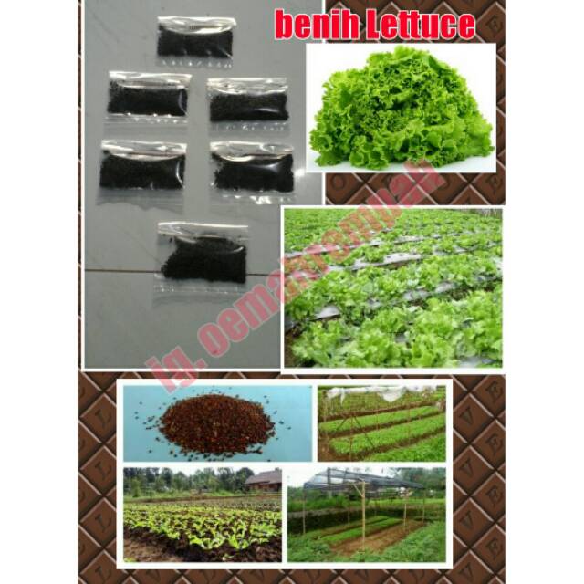 Jual Benih lettuce, bibit selada/lettuce, biji semai selada | Shopee ...