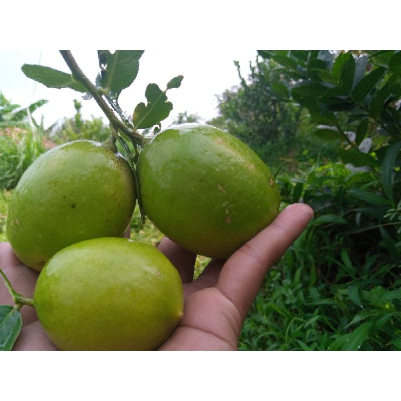 Jual Jeruk lemon lokal fresh 1kg | Shopee Indonesia