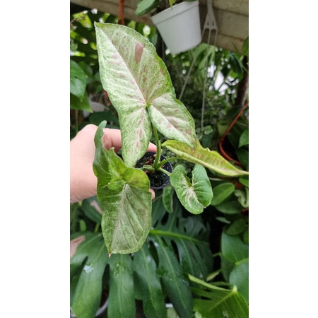 Jual Syngonium confetti asli | Shopee Indonesia