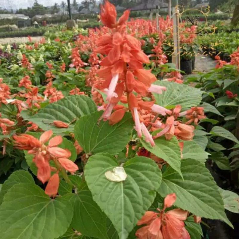 Jual Tanaman Hias - Bunga Salvia (Merah, Putih, Ungu) | Shopee Indonesia