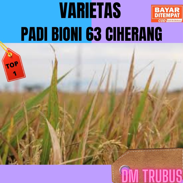 Jual BENIH PADI VARIETAS BIONI 63 CIHERANG ORIGINAL 5KG | Shopee Indonesia