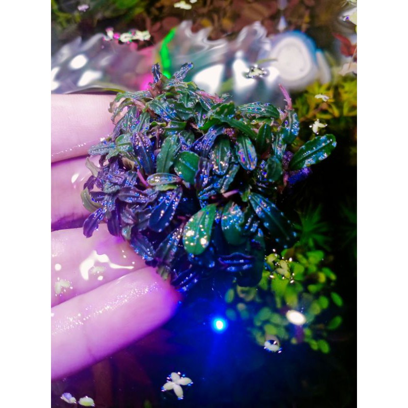 Jual Buce mini phantom (media batu) | Shopee Indonesia