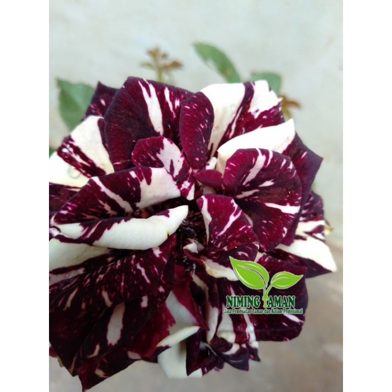 Jual Bunga Mawar Holland batik merah putih/tanaman hias | Shopee Indonesia