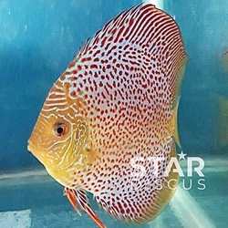 Jual Ikan Discus Leopard Snake Skin IKAN DISCUS HIASAN AQUARIUM - ZEINA ...