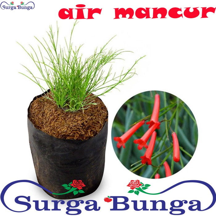 Jual Tanaman Hias Air Mancur Merah - Bunga Air Mancur | Shopee Indonesia