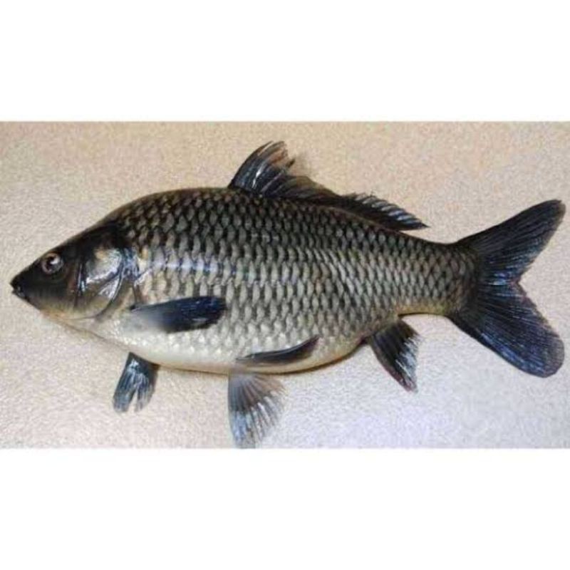 Jual Ikan Mas/Patin/Lele/Mujair 500g (no frozen) | Shopee Indonesia