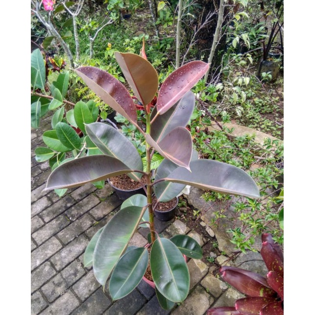 Jual karet kebo/tanaman hias/pohon karet kebo sudah ada akar/karet kebo ...