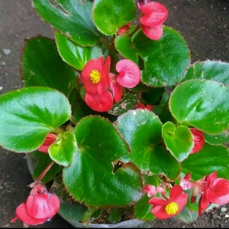 Jual Tanaman begonia bunga merah - Begonia bunga | Shopee Indonesia