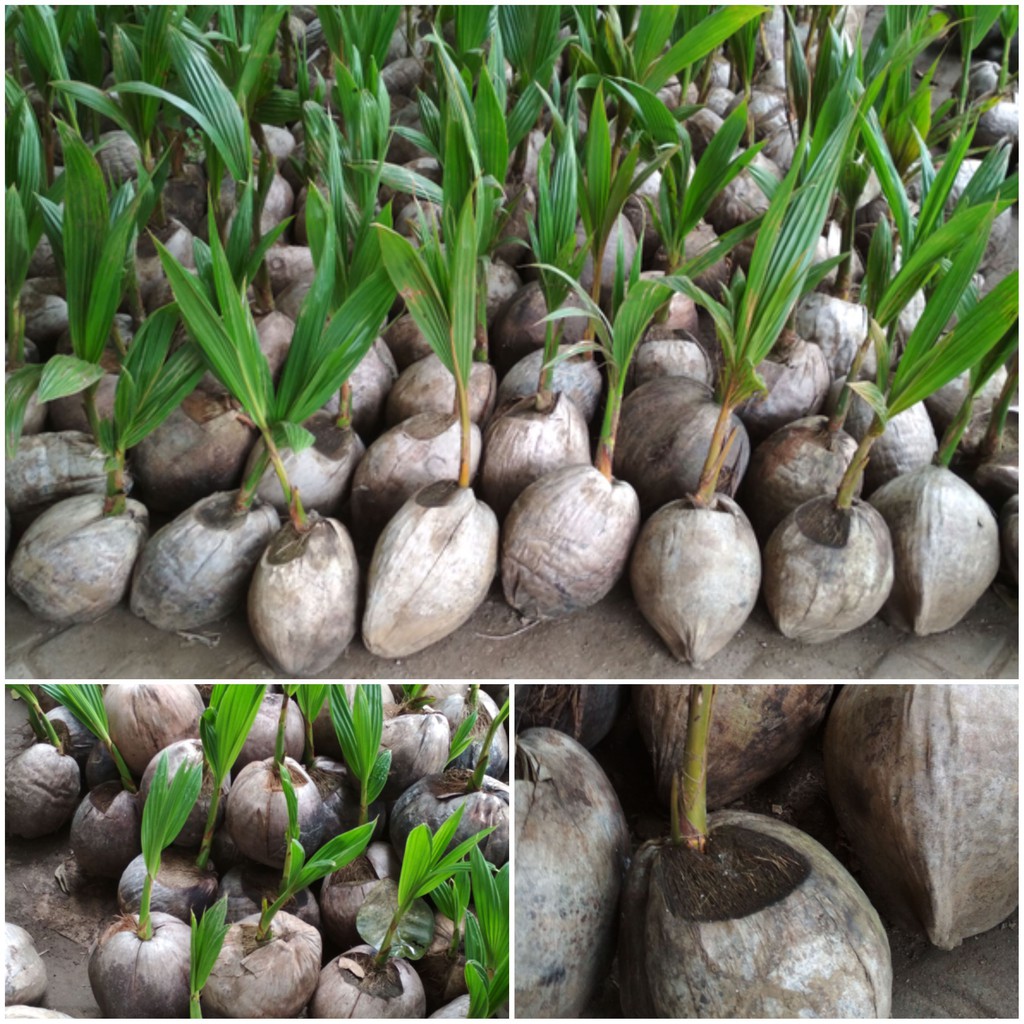 Jual BIBIT KELAPA GENJAH ENTOK ( ORI ) | Shopee Indonesia