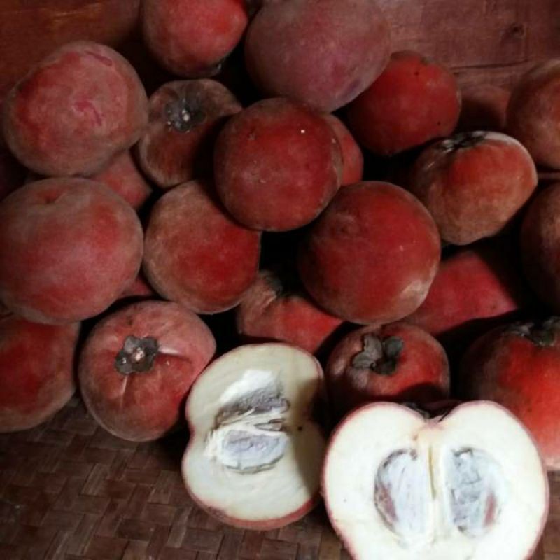 Jual Buah Bisbul/ Diospyros blancoi A | Shopee Indonesia