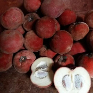 Jual Buah Bisbul Terlengkap & Harga Terbaru Juni 2024 | Shopee Indonesia