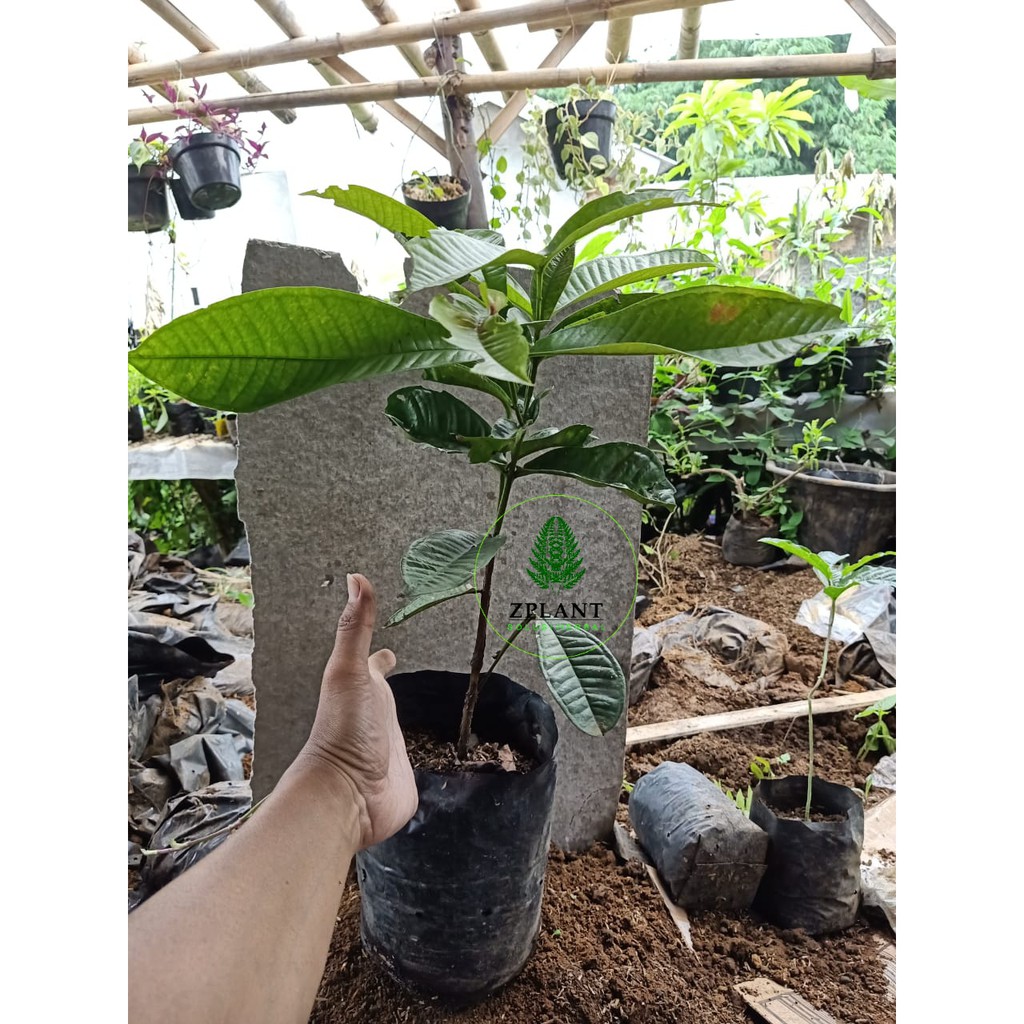 Jual pohon gowok/bibit pohon kupa gowok/kepa | Shopee Indonesia