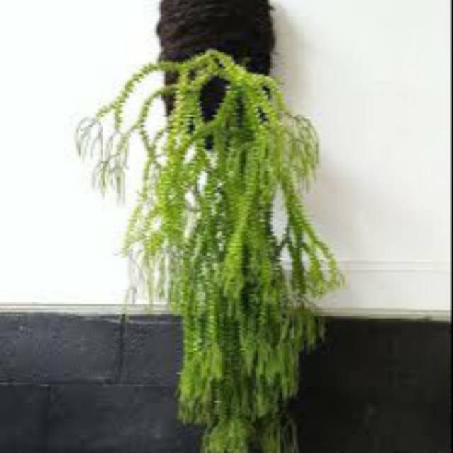 Jual Readyy Tanaman hias kumpai lycopodium | Shopee Indonesia