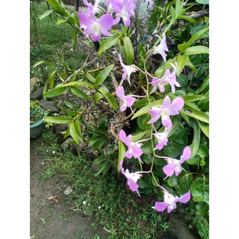 Jual ANGGREK DENDROBIUM ARINDANG | Shopee Indonesia