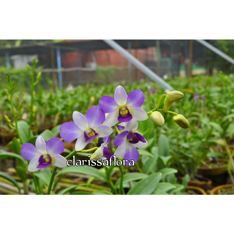 Jual ( BISA COD ) seedling anggrek dendrobium aridang light blue angel ...