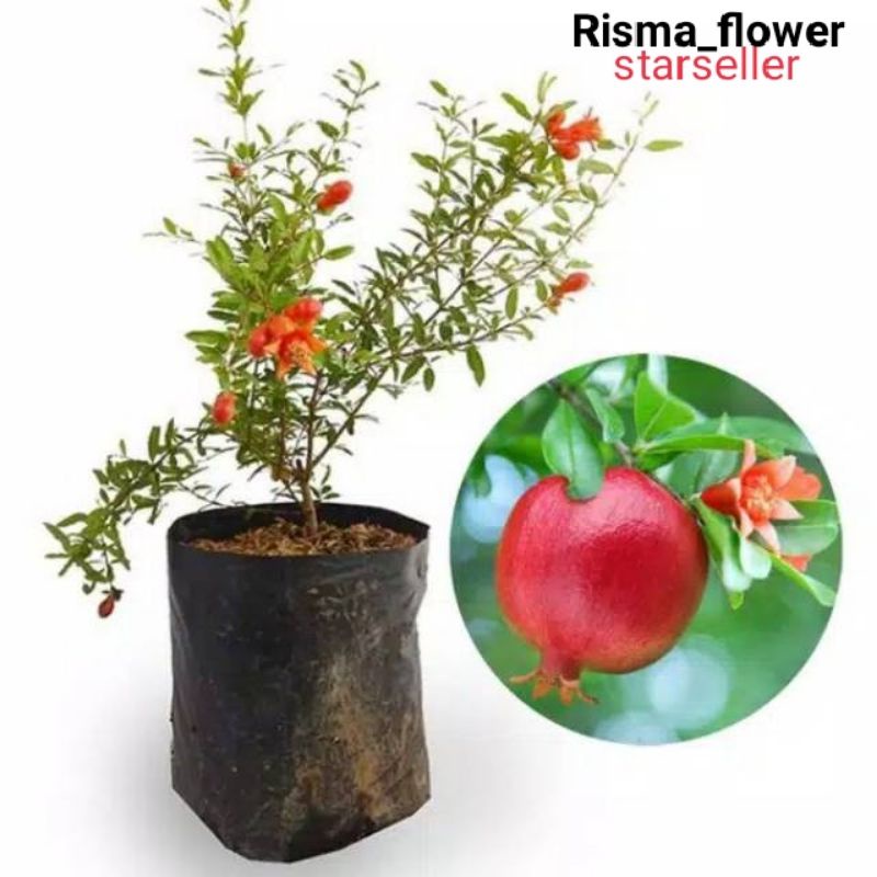 Jual POHON DELIMA MERAH / TANAMAN DELIMA MERAH | Shopee Indonesia