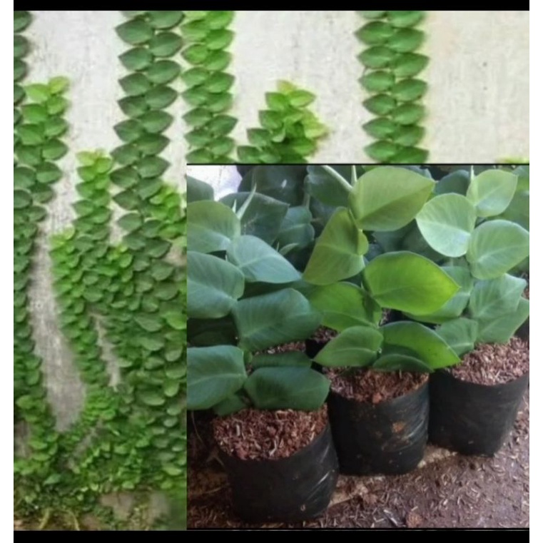 Jual pohon dolar daun besar / tanaman rambat | Shopee Indonesia